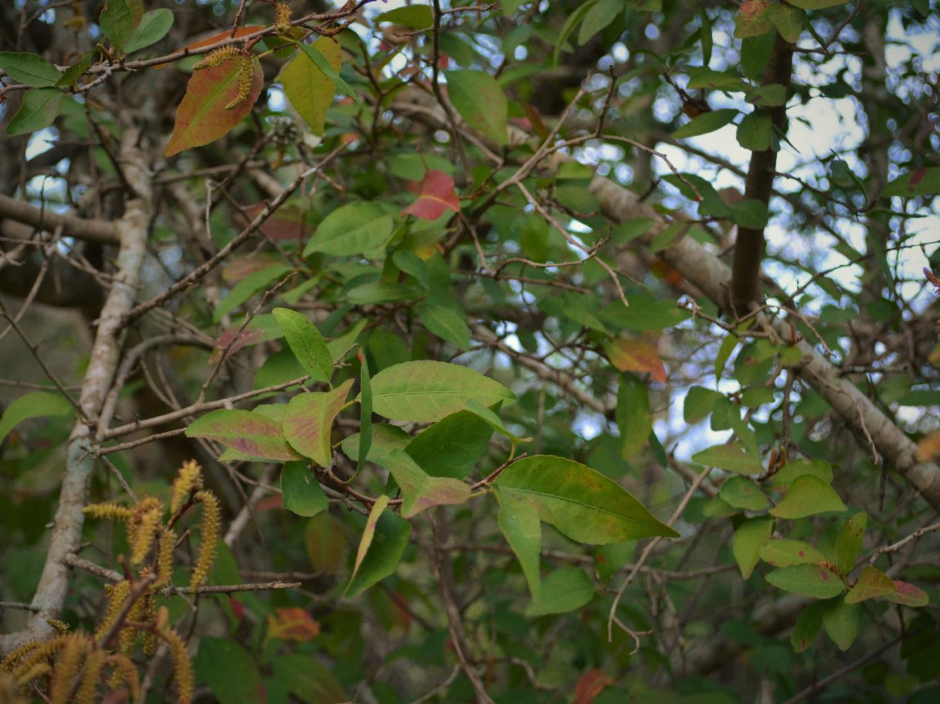 Spirostachys africana Tamboti Tambotie Muonze morukuru umthombothi