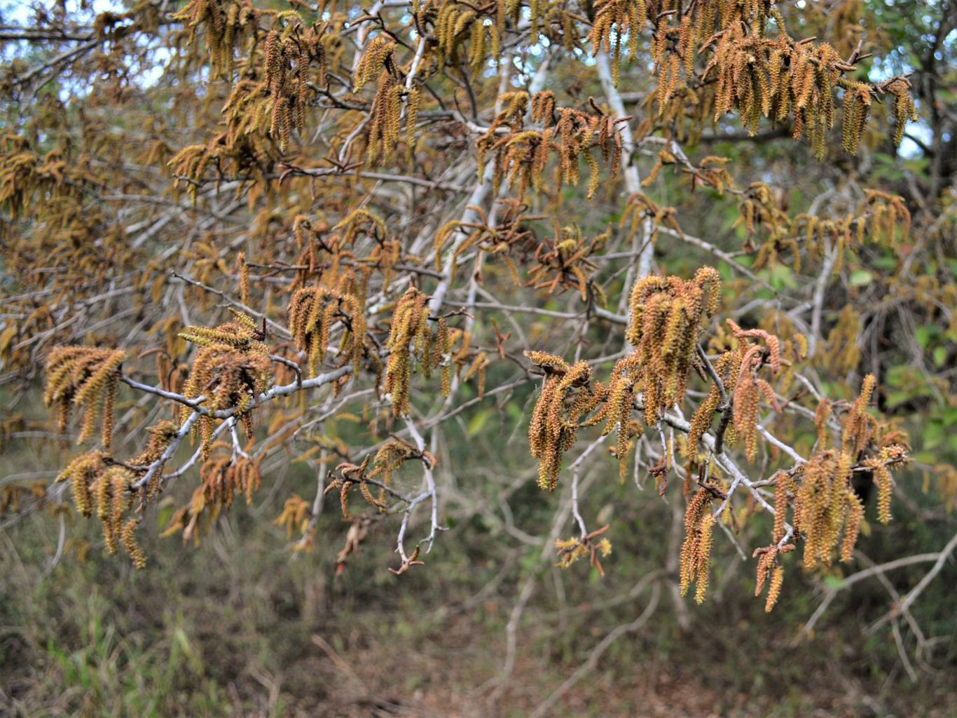 Spirostachys africana Tamboti Tambotie Muonze morukuru umthombothi
