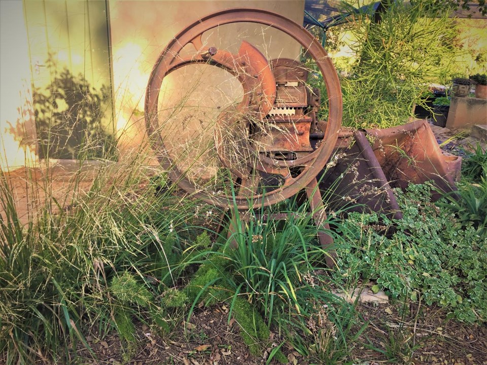 Stipa dregeana Stipa Grass