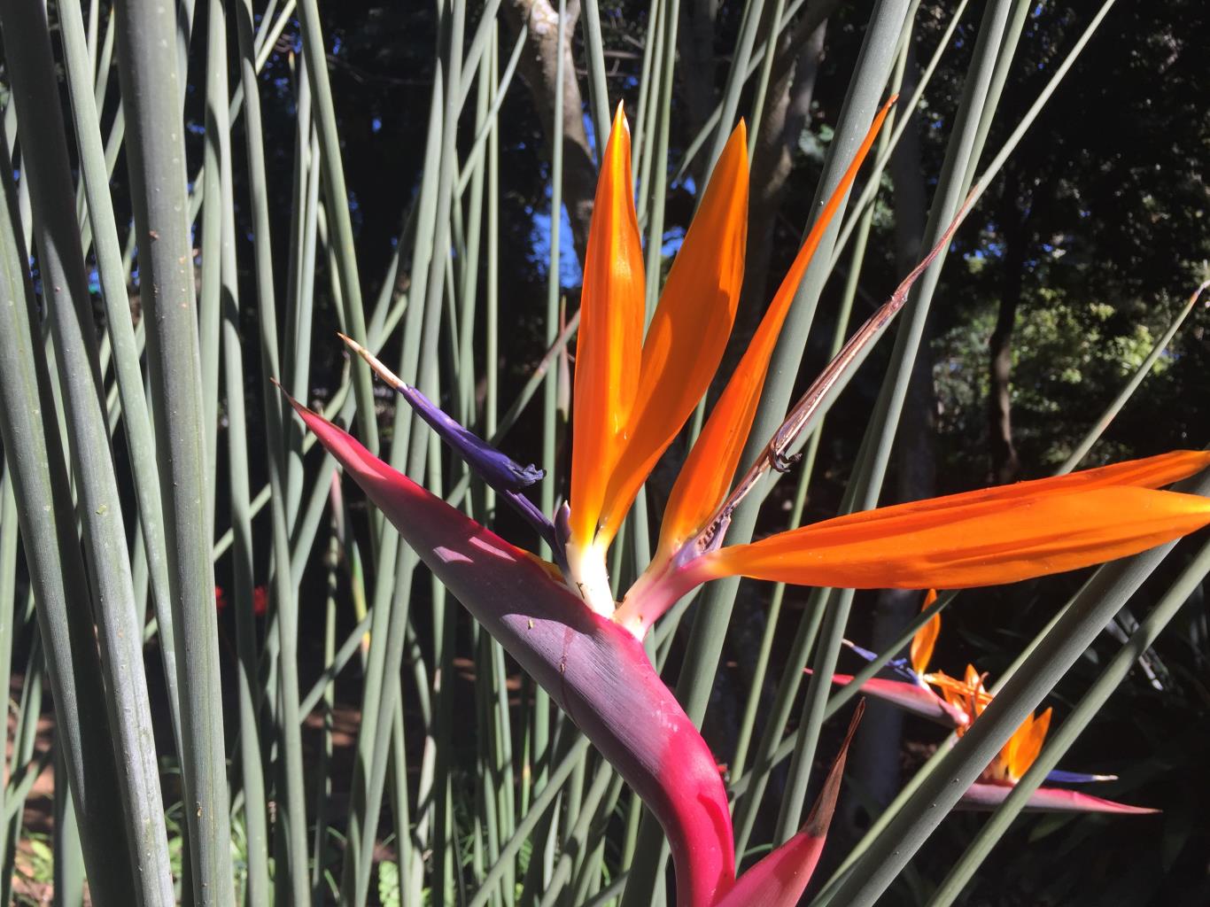 Strelitzia juncea Crane Flower