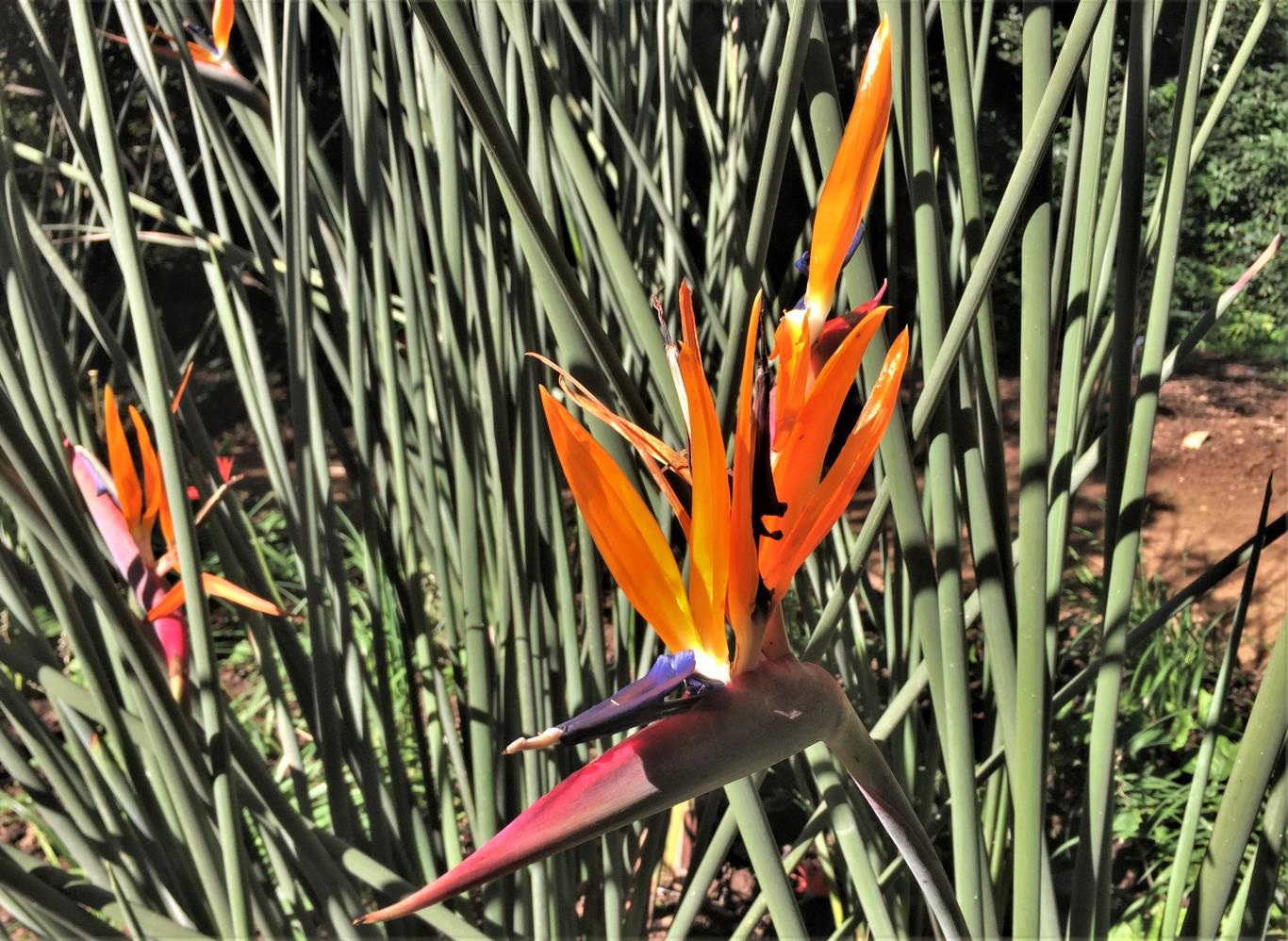 Strelitzia juncea Crane Flower