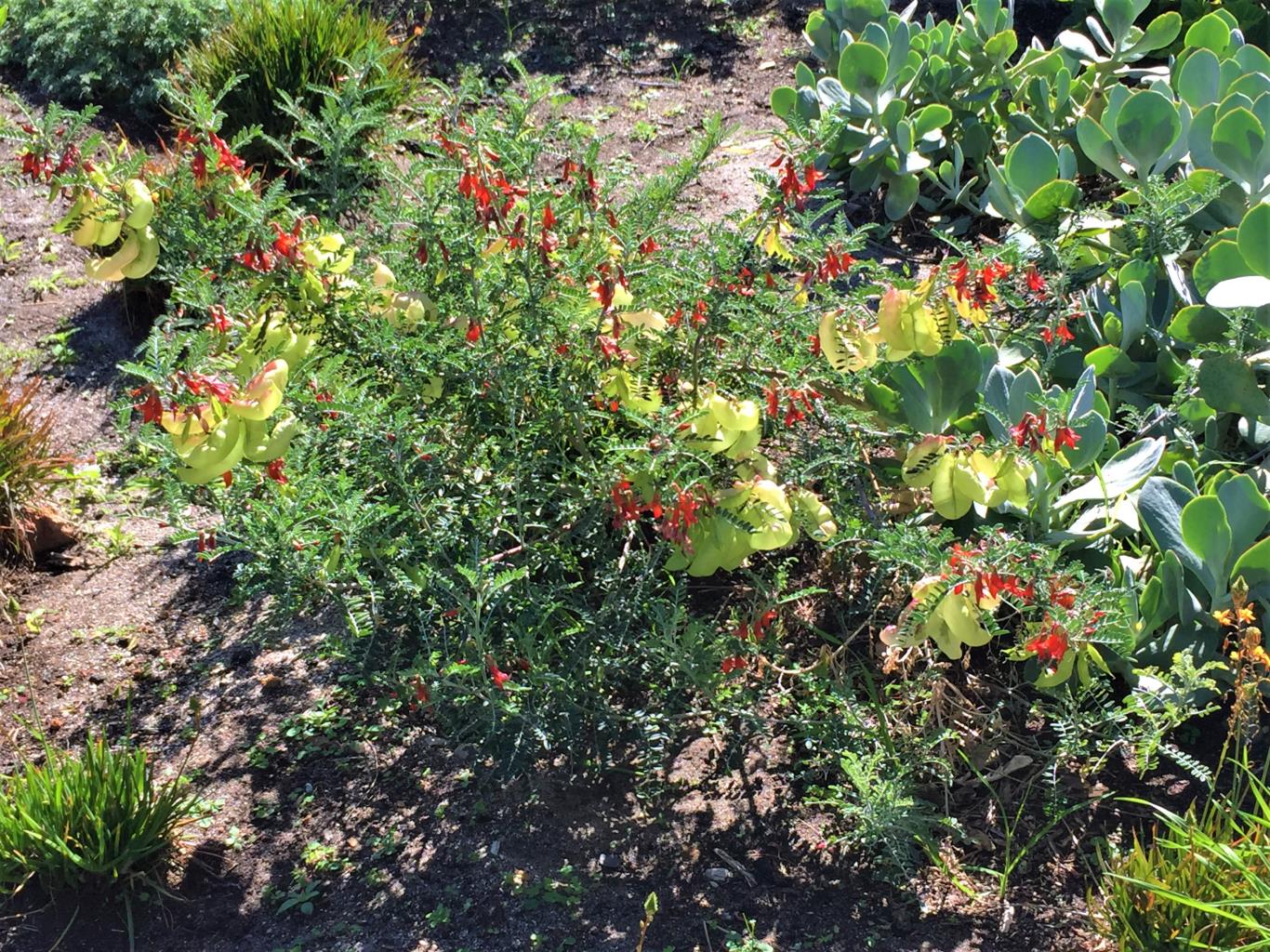 Sutherlandia frutescens Kankerbos, blaasbossie, blaas-ertjie, eendjies ...