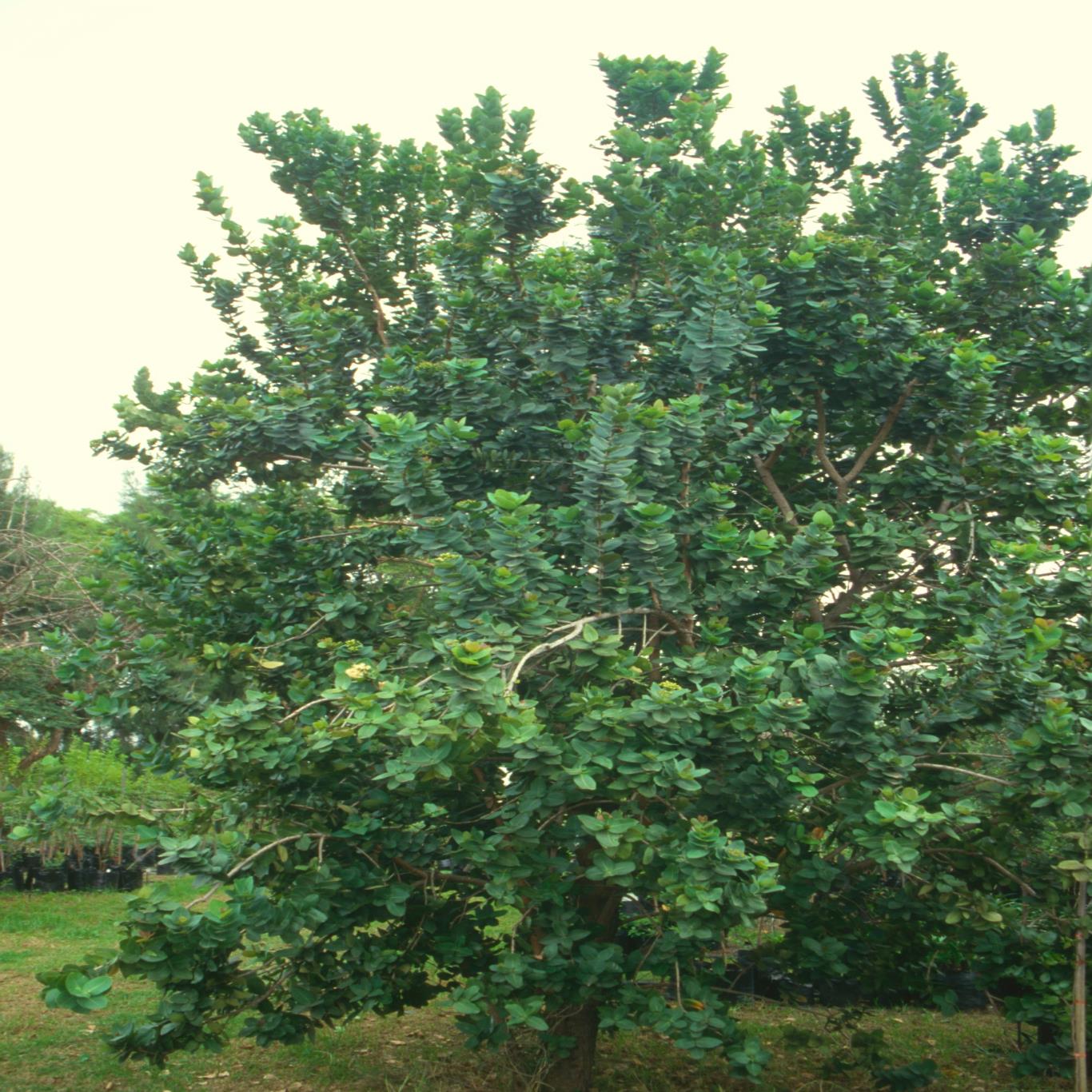 Syzygium cordatum Waterbessie, waterbessieboom, waterboom, waterhout ...