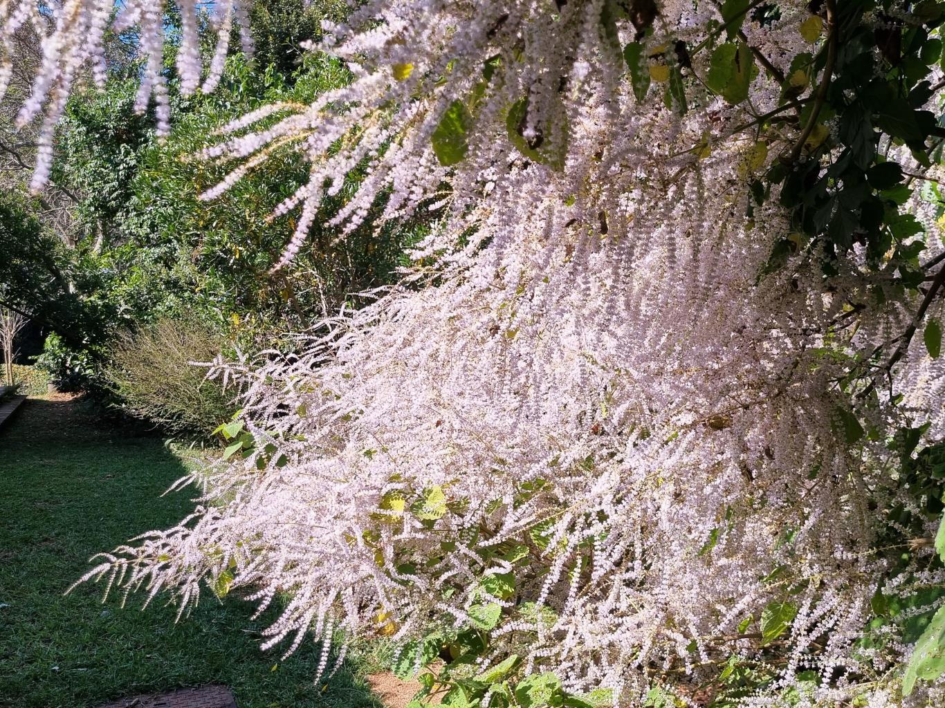 Tetradenia riparia Ginger Bush, Misty Plume Bush Gemmerbos iBoza