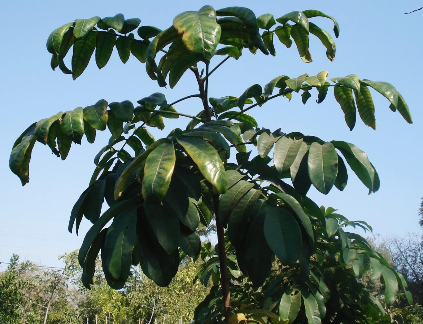 Trichilia dregeana Forest Mahogany Bosrooiessenhout Mutuhu Umkhuhlu