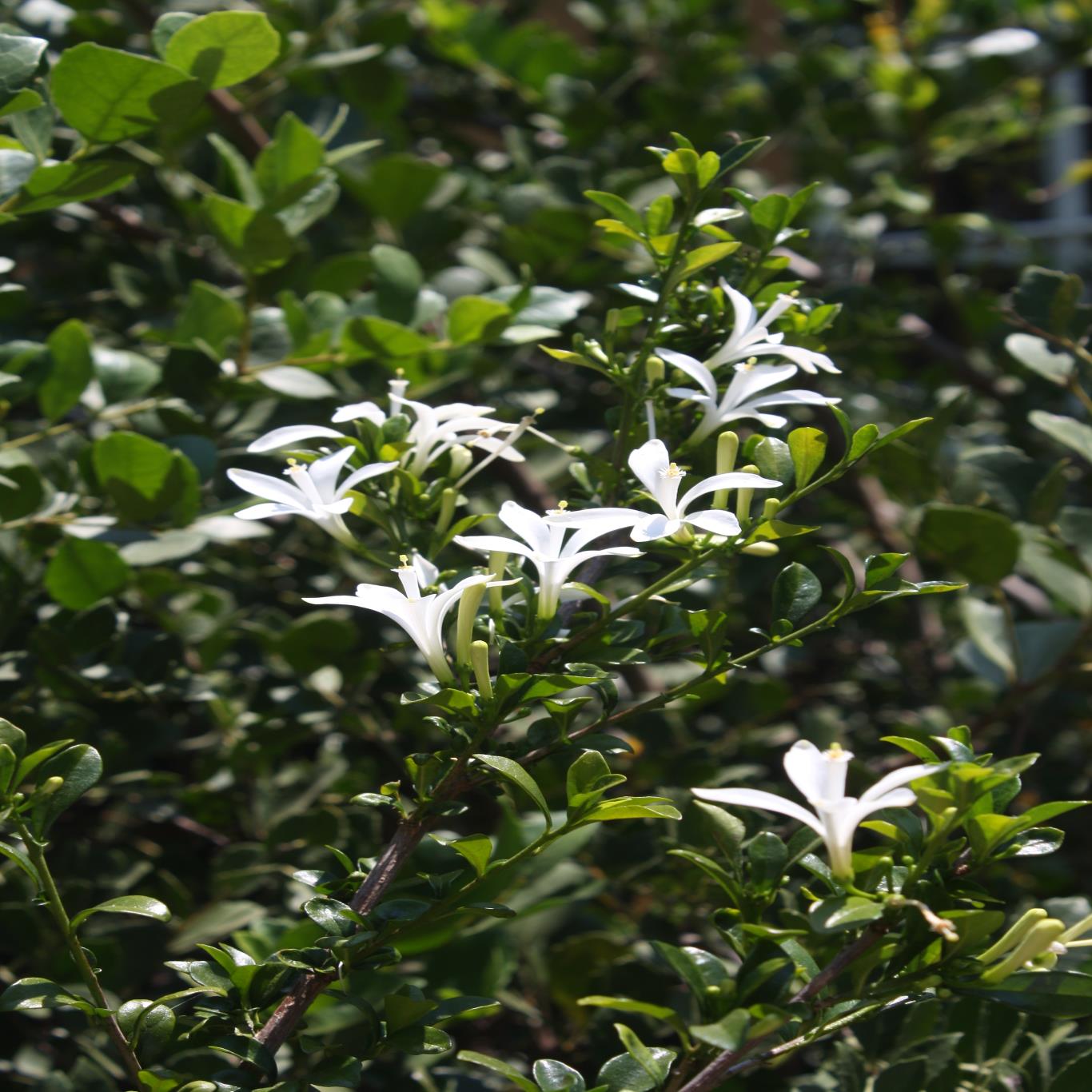 Turraea obtusifolia Small Honeysuckle Tree Kleinkamperfoelieboom ...