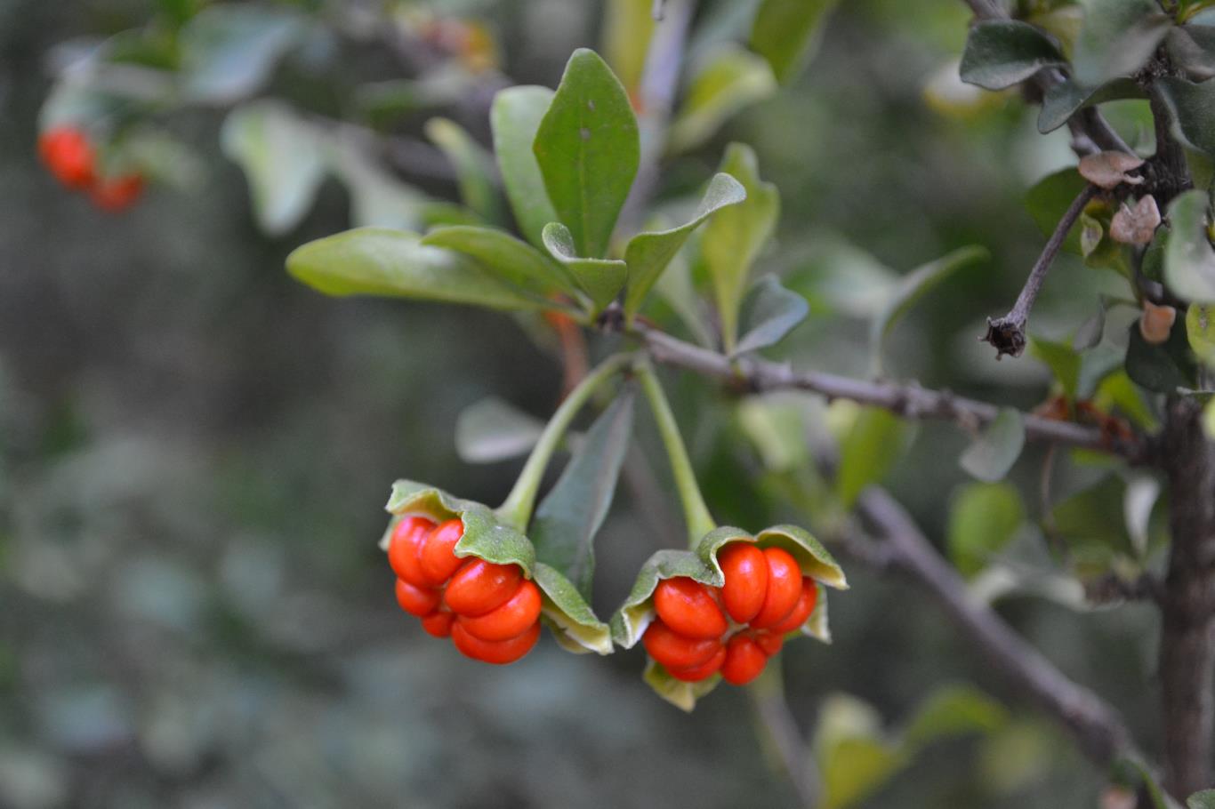 Turraea obtusifolia Small Honeysuckle Tree Kleinkamperfoelieboom ...