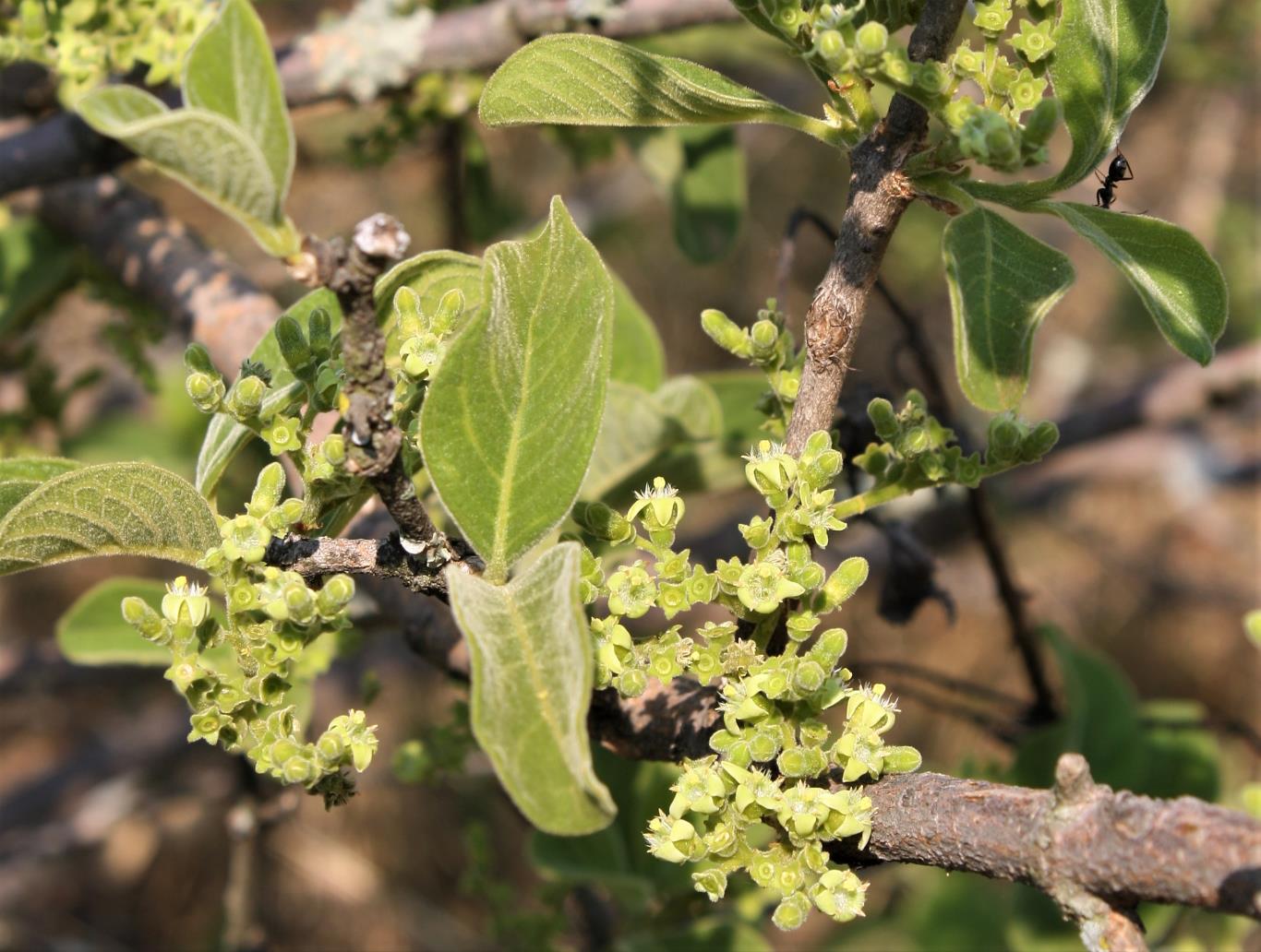 Vangueria infausta wild medlar wilde mispel mpfilwa mmilo muzwilu ...