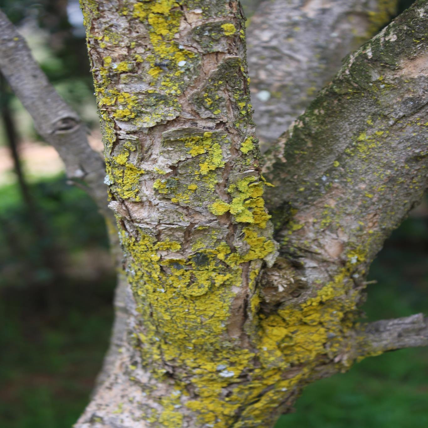 Vangueria infausta wild medlar wilde mispel mpfilwa mmilo muzwilu ...