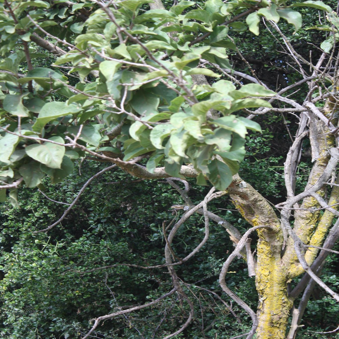 Vangueria infausta wild medlar wilde mispel mpfilwa mmilo muzwilu ...