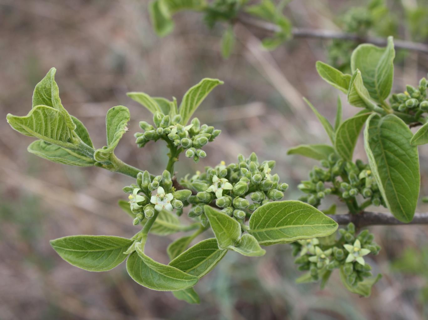Vangueria infausta wild medlar wilde mispel mpfilwa mmilo muzwilu ...