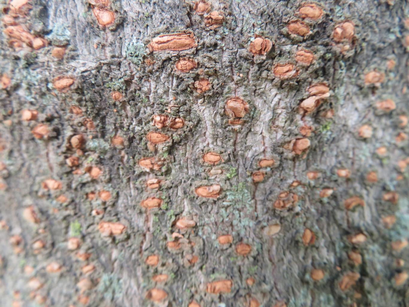 Warburgia salutaris Pepperbark Tree Peperbasboom