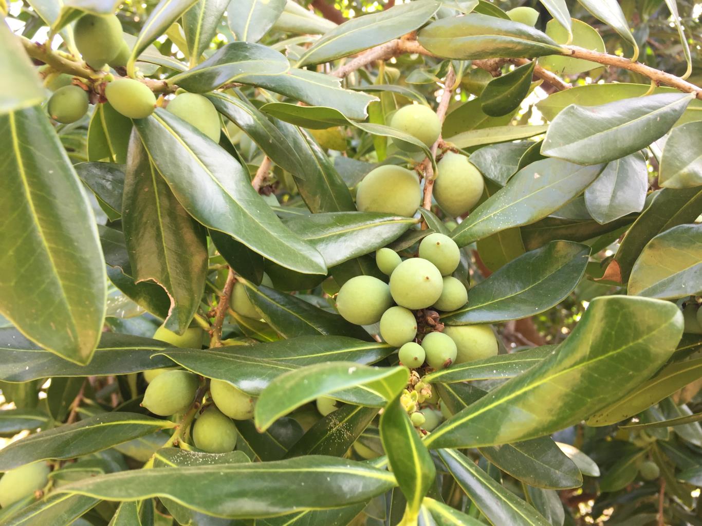 Warburgia salutaris Pepperbark Tree Peperbasboom