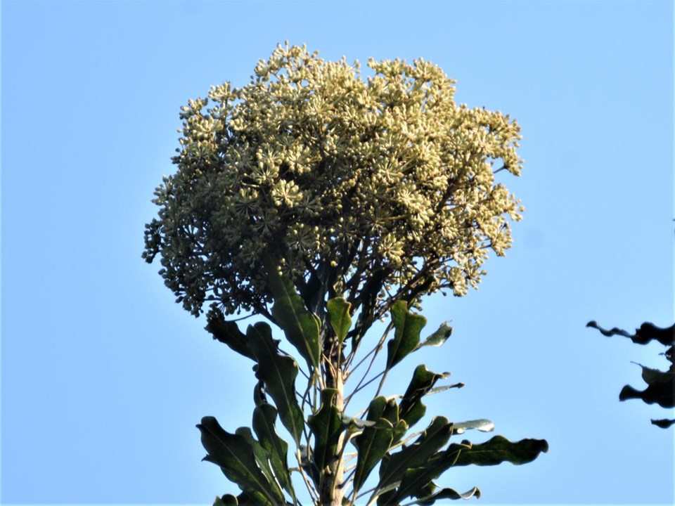 Cussonia sphaerocephala Natal Forest Cabbage Tree Boskiepersol Umsenge ...