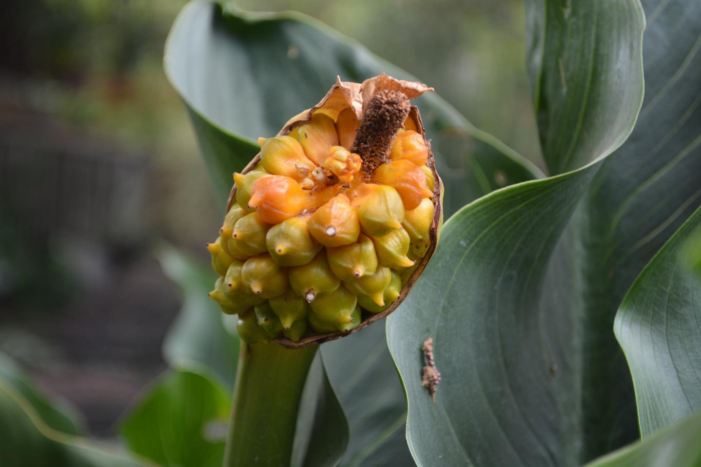 Zantedeschia aethiopica White Calla Lily wit varkoor intebe ihlukwe ...