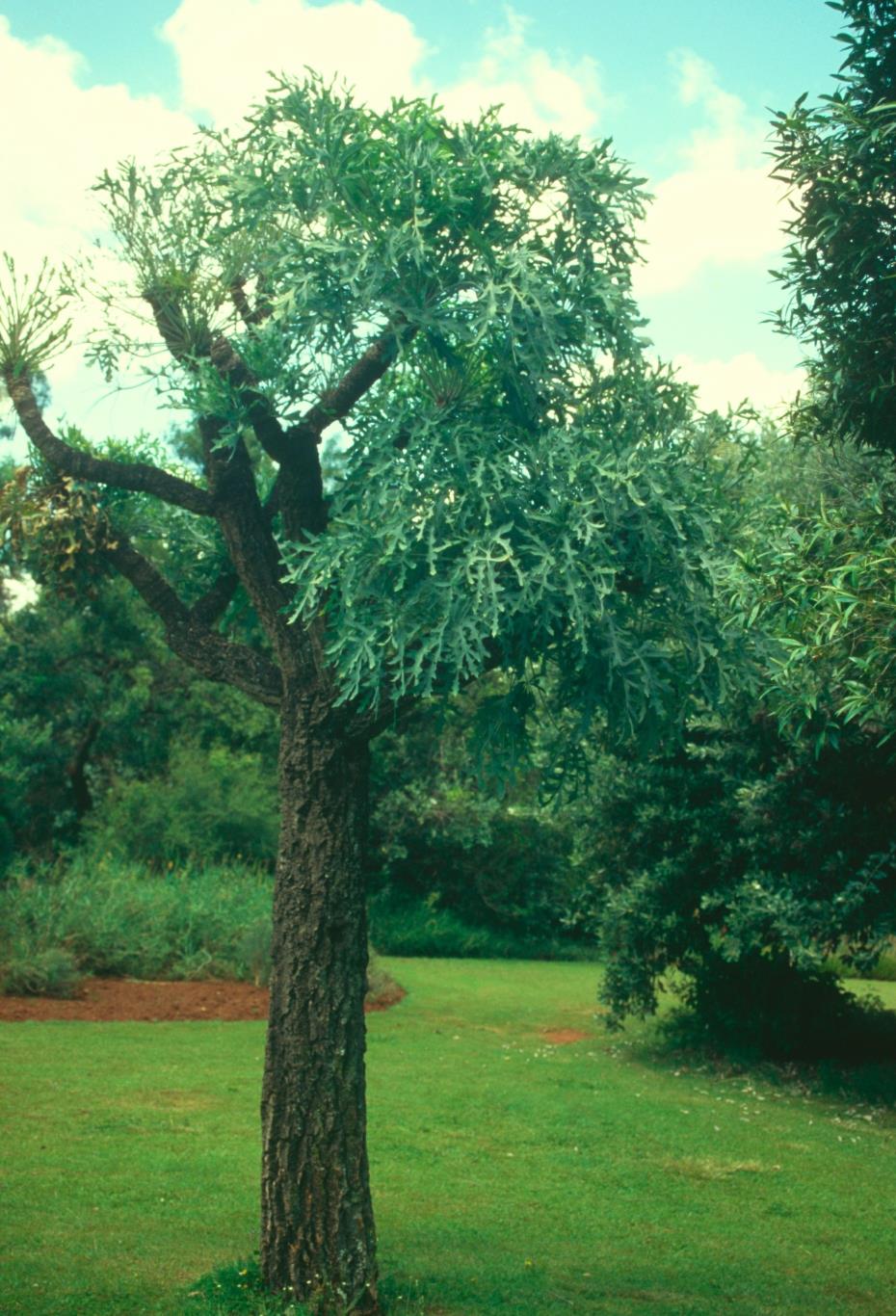 Cussonia paniculata Karoo Cabbage Tree Karookiepersol