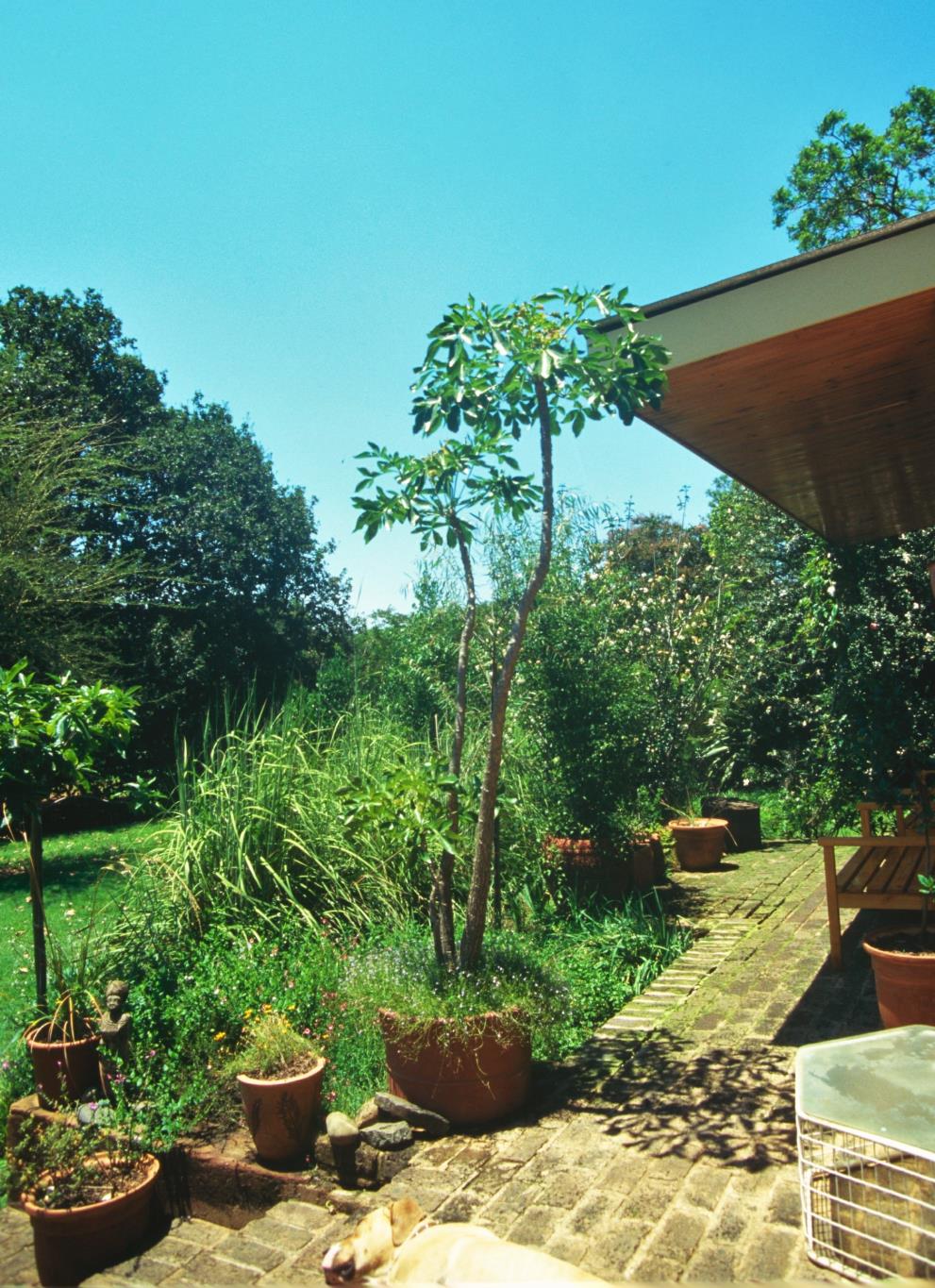 Cussonia spicata Cabbage Tree Kiepersol Musenzke Umsenge Umsenge