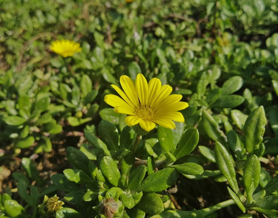 Gazania rigens uniflora Trailing Gazania Rankbotterblom