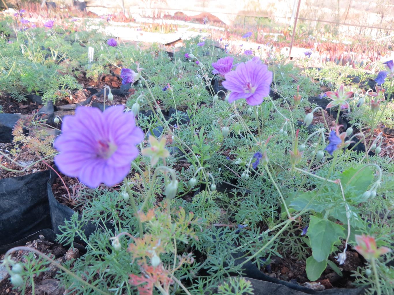 Geranium incanum Carpet Geranium Bergtee Tlako Malko