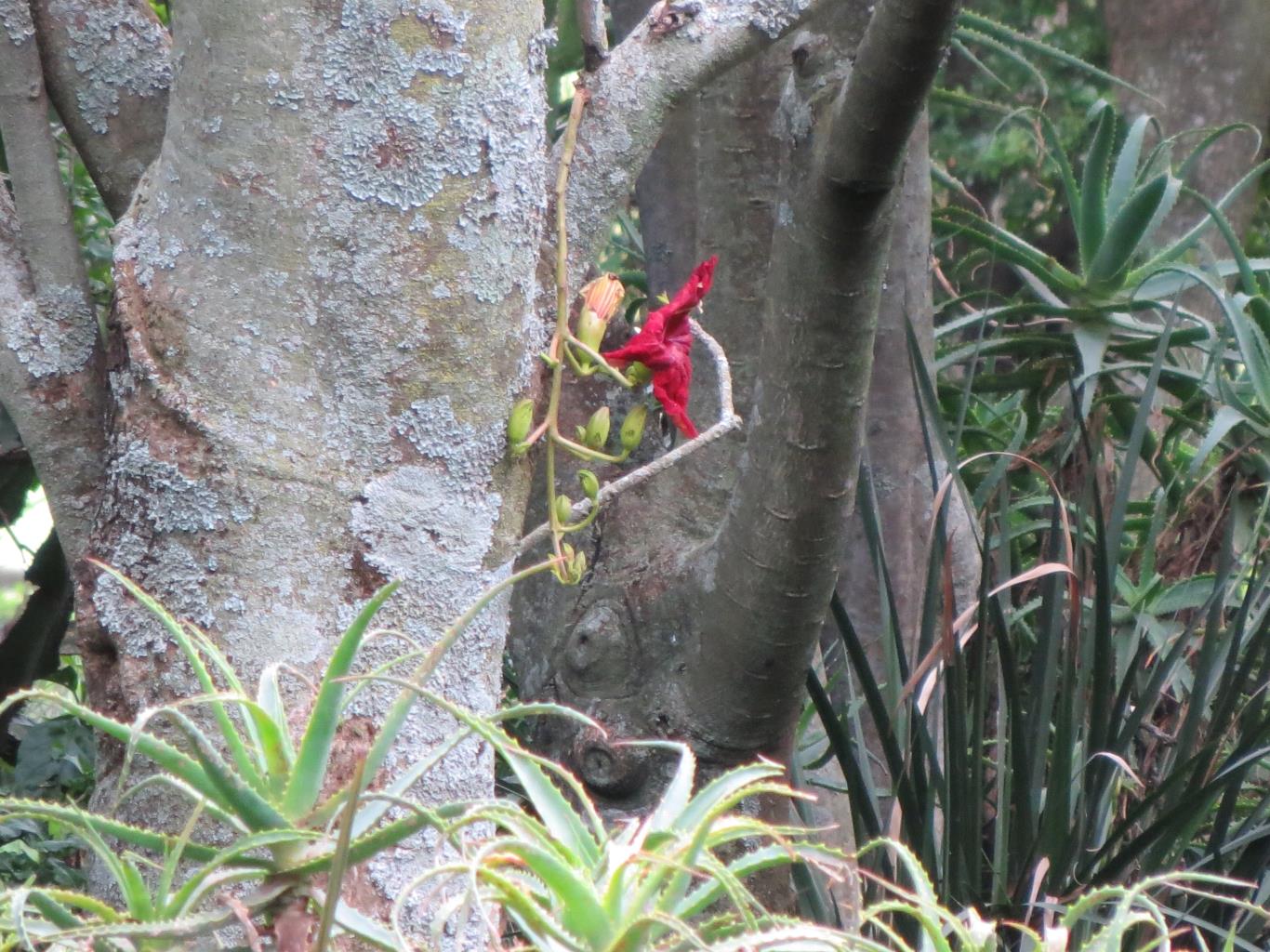 Kigelia africana Sausage Tree Worsboom Muvevha Moporota Modukguhlu ...
