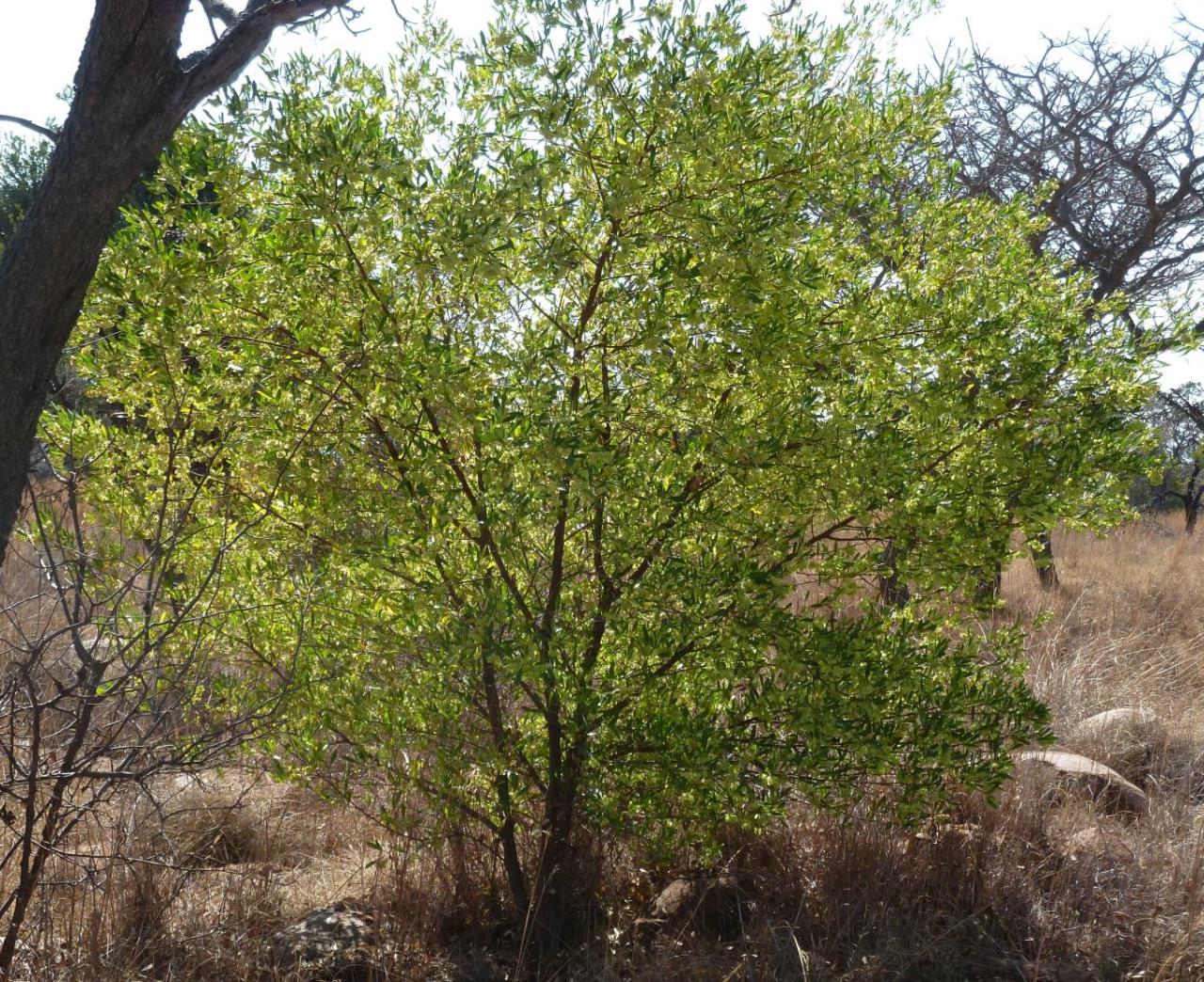 Dodonaea angustifolia - Alchetron, The Free Social Encyclopedia