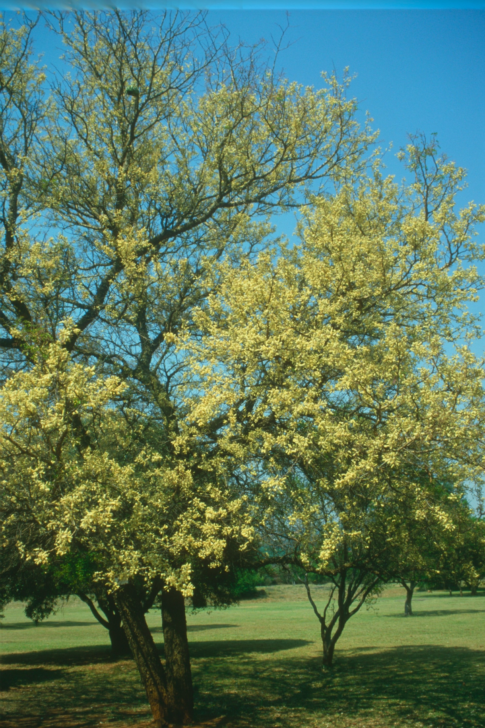 Acacia nigrescens Knob Thorn Knoppiesdoring moritidi mokoba muunga umkhaya