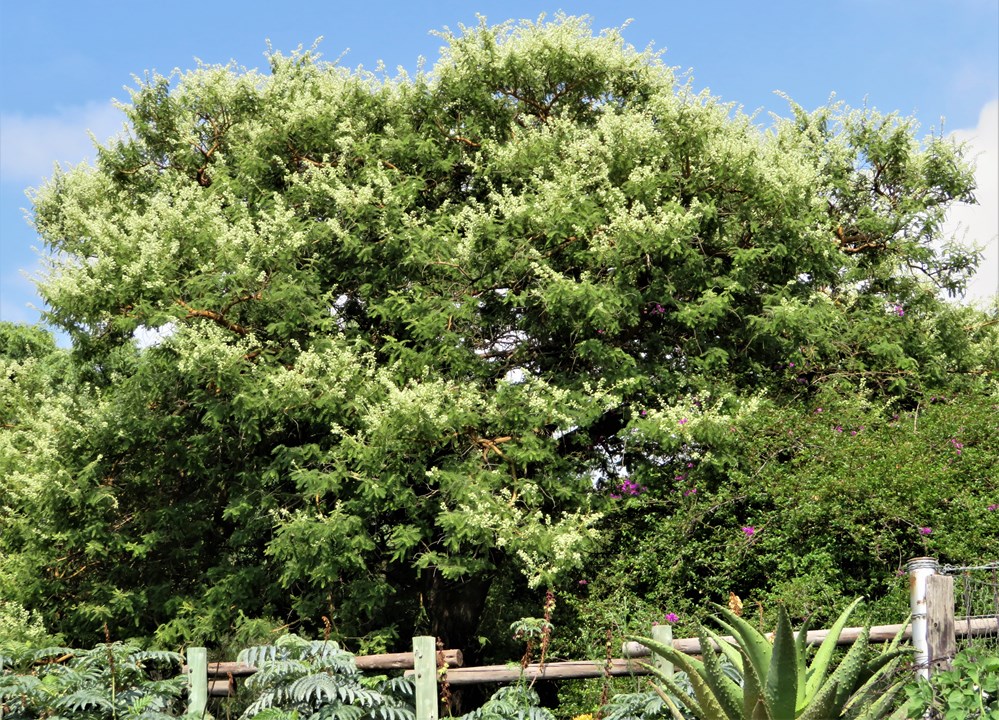 Acacia rehmanniana Sydoring Silky Thorn Mogaba Musivhisha