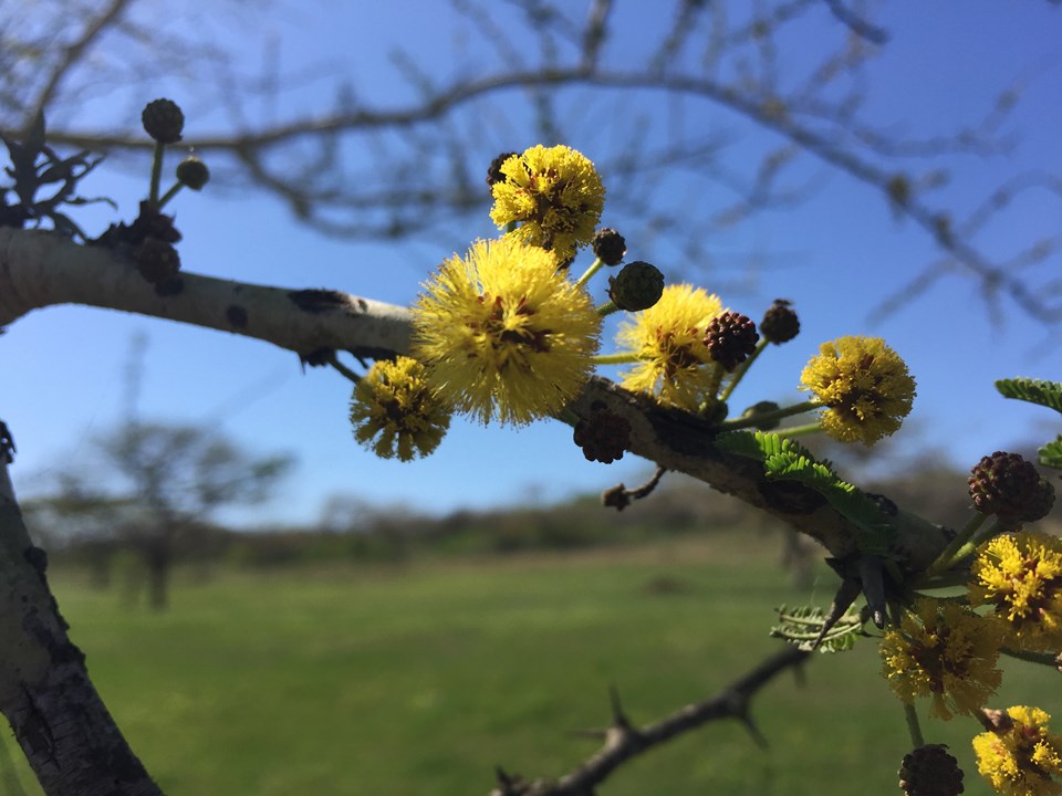 Acacia xanthophloea Fever Tree Koorsboom More o mossetlha Muunga-gwena ...