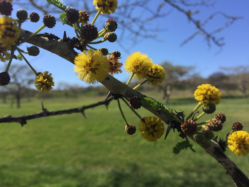 Acacia xanthophloea Fever Tree Koorsboom More o mossetlha Muunga-gwena ...