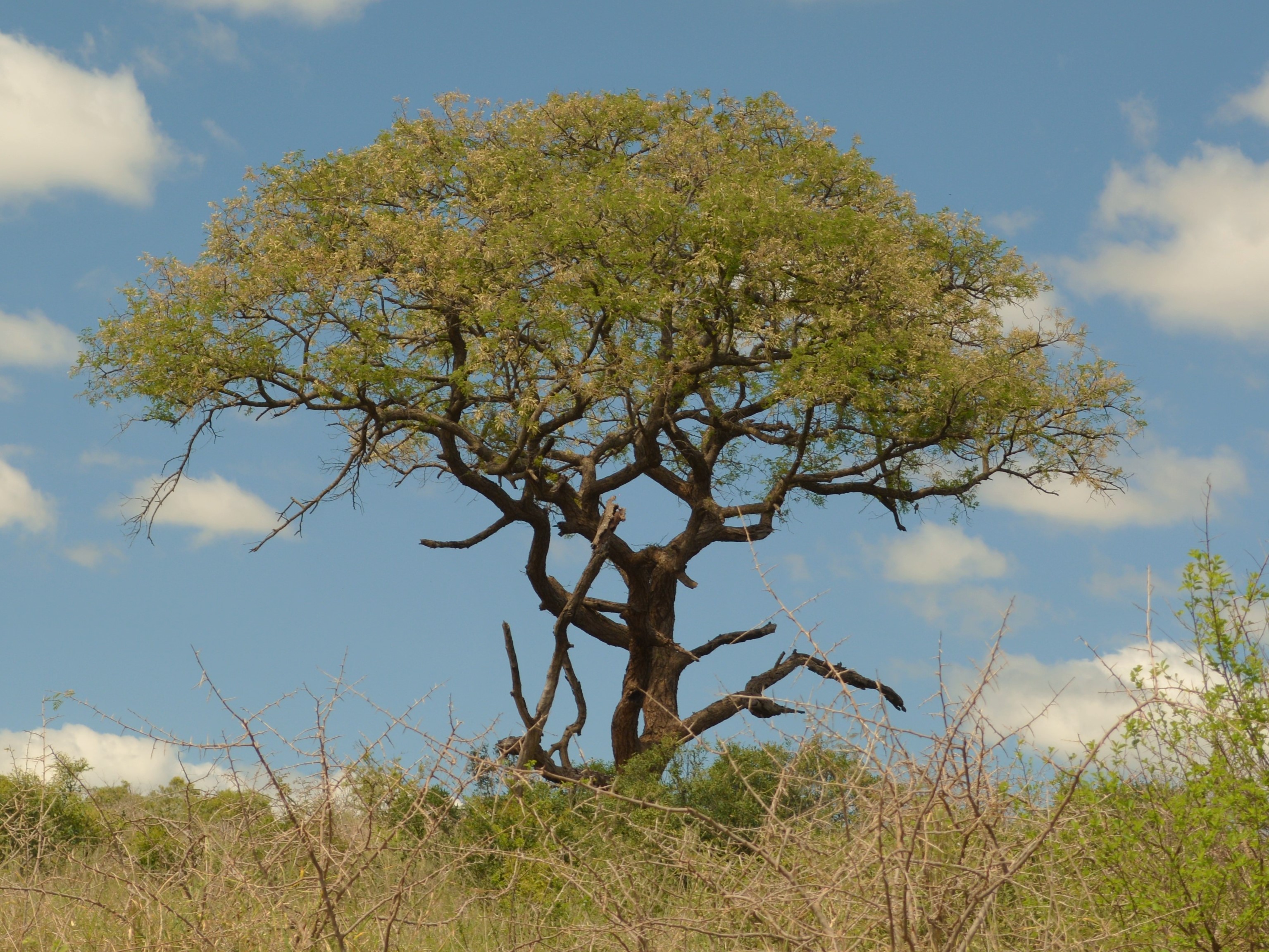 Acacia burkei Swartapiesdoring Black Monkey Thorn Mokgwa Umkhaya