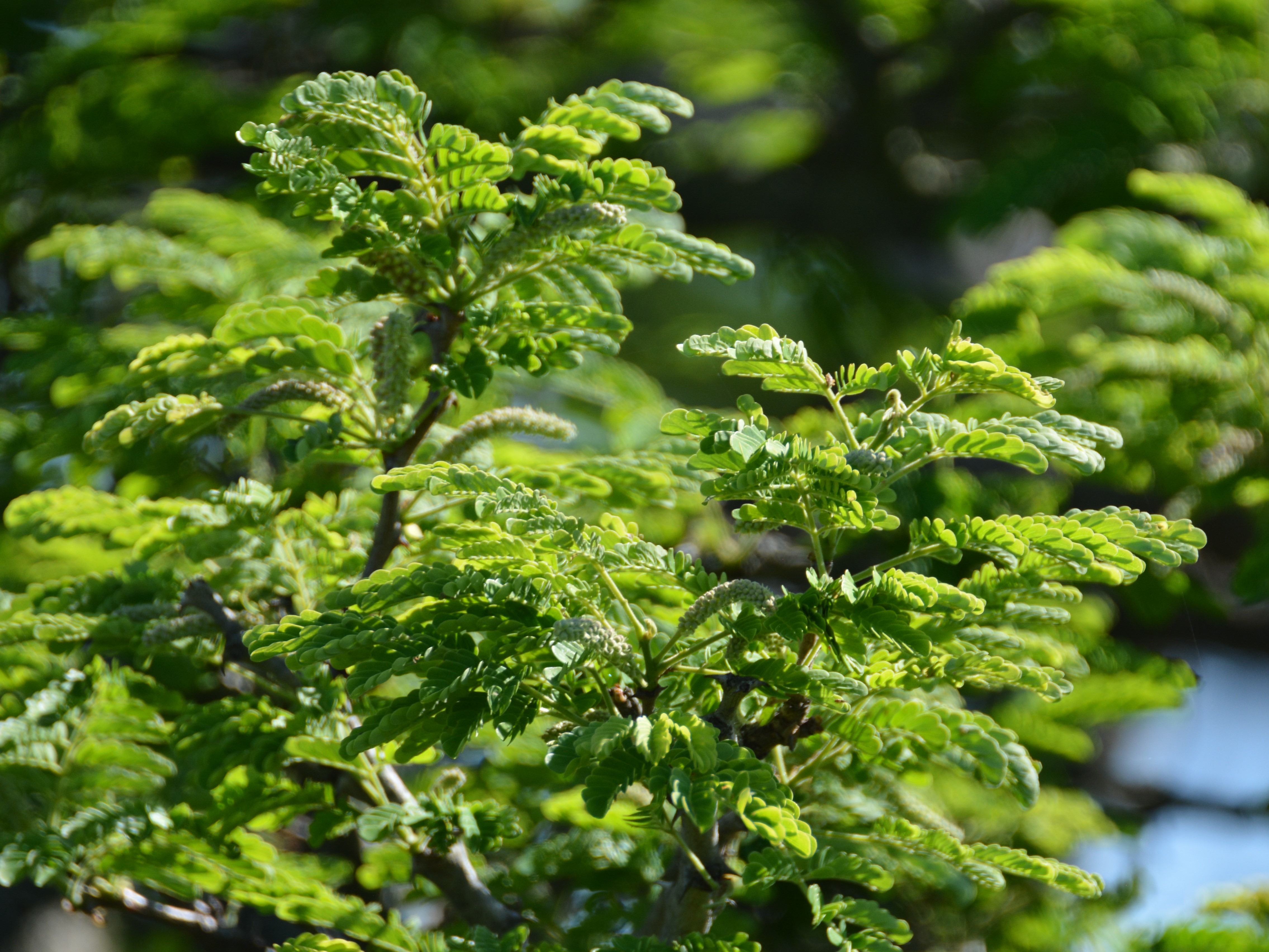 Acacia burkei Swartapiesdoring Black Monkey Thorn Mokgwa Umkhaya