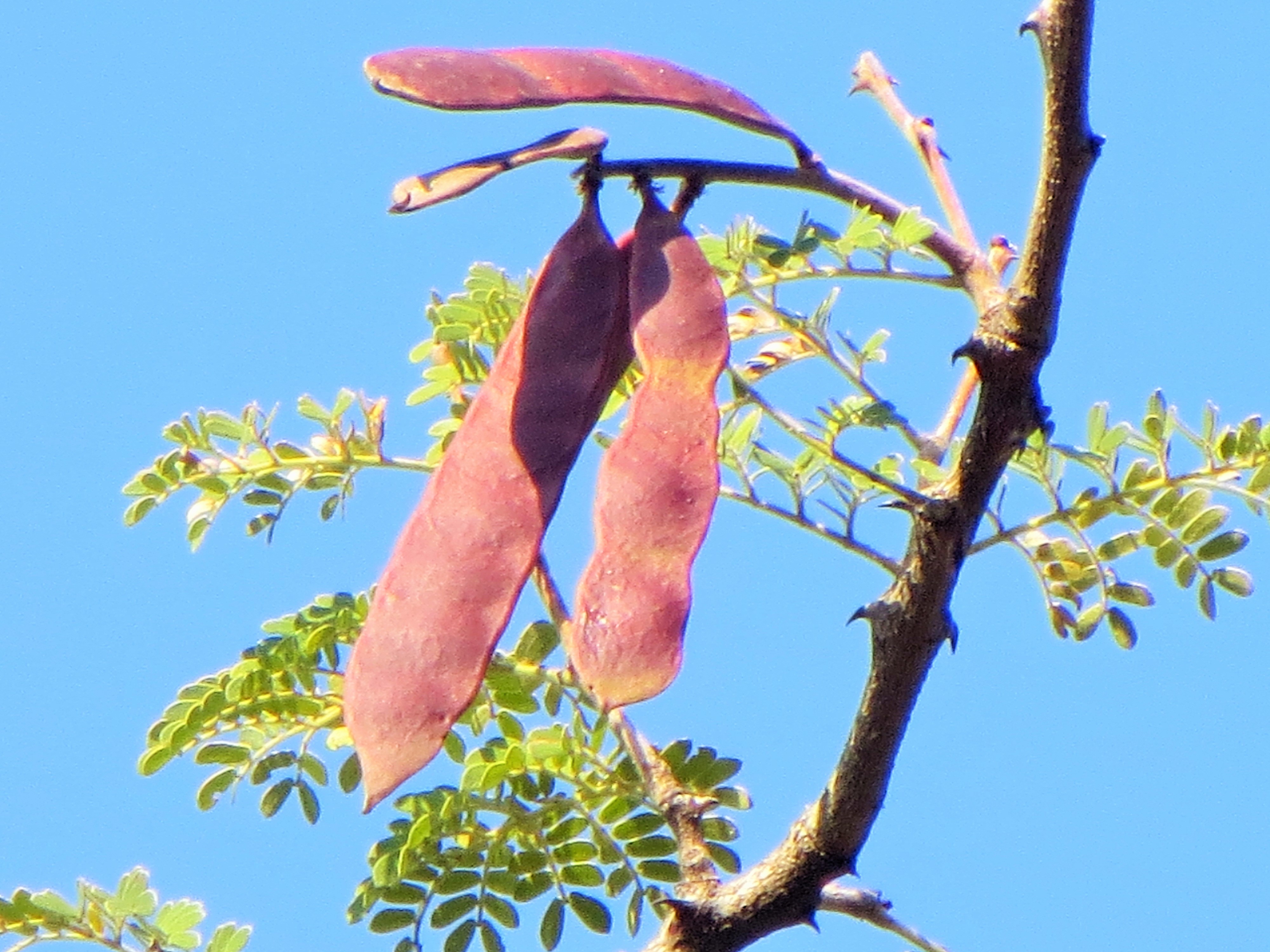 Acacia burkei Swartapiesdoring Black Monkey Thorn Mokgwa Umkhaya