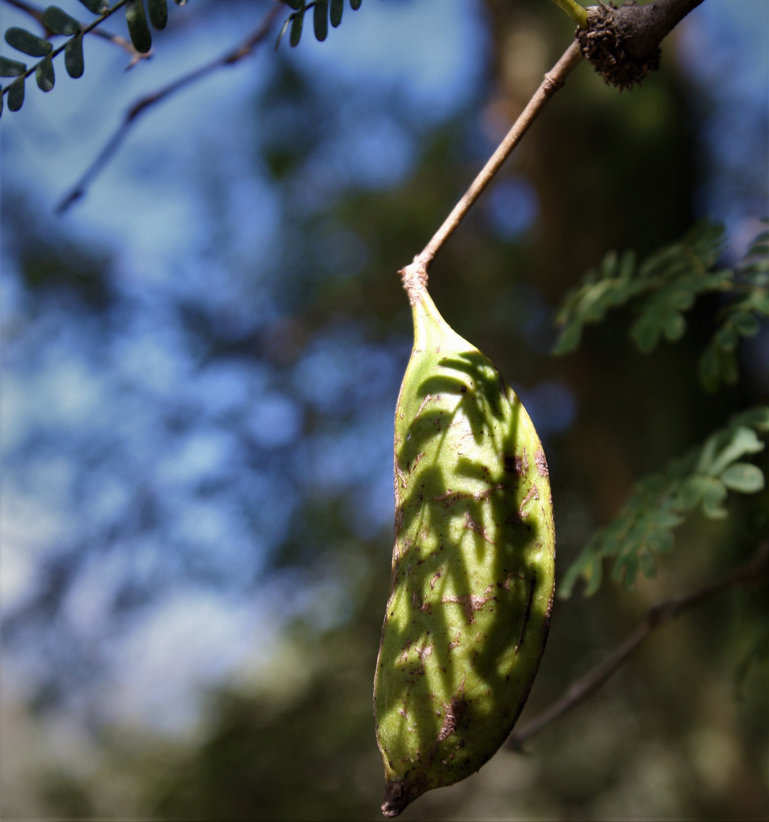 Acacia burkei Swartapiesdoring Black Monkey Thorn Mokgwa Umkhaya