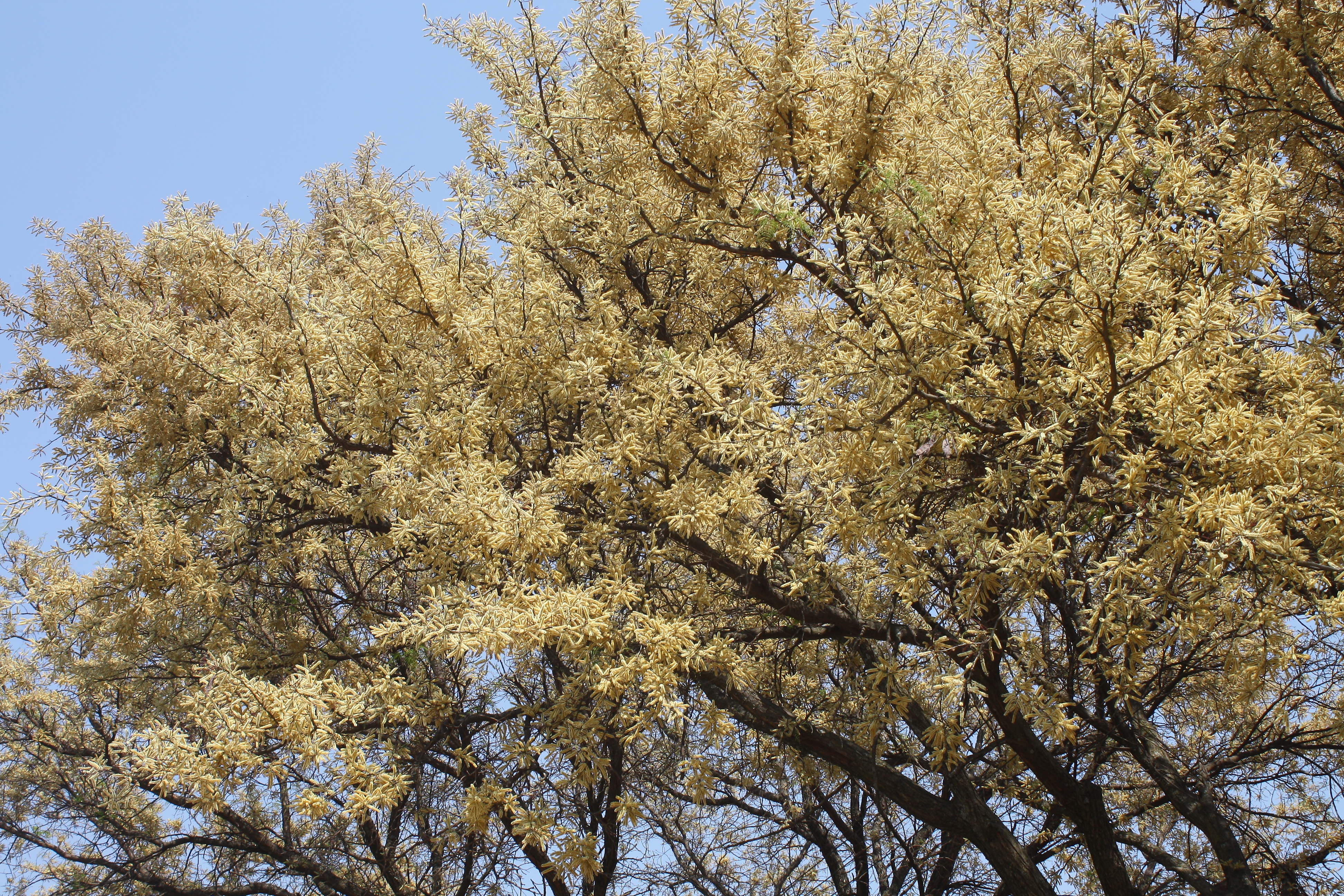 Acacia galpinii Apiesdoring Monkey-Thorn Mokgapa Tshikwalo Molopa