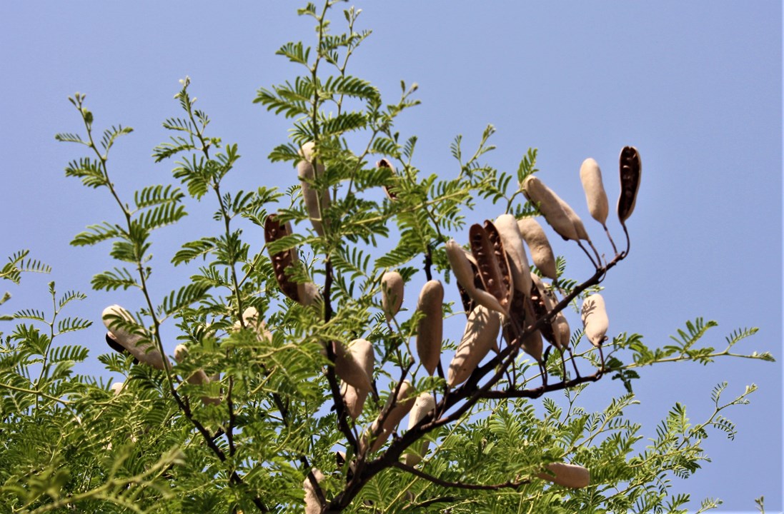 Acacia hebeclada Candle Thorn, Candle Pod Acacia Trassiedoring ...