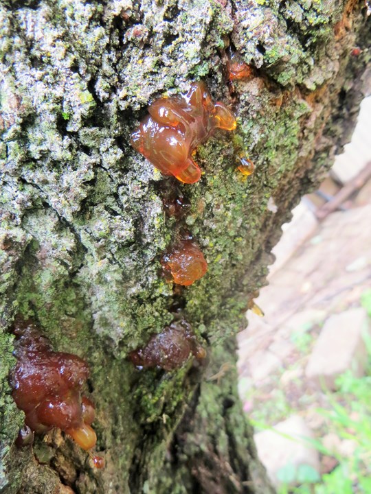 Acacia karroo Soetdoring Sweet Thorn Muunga Mooka Umunga