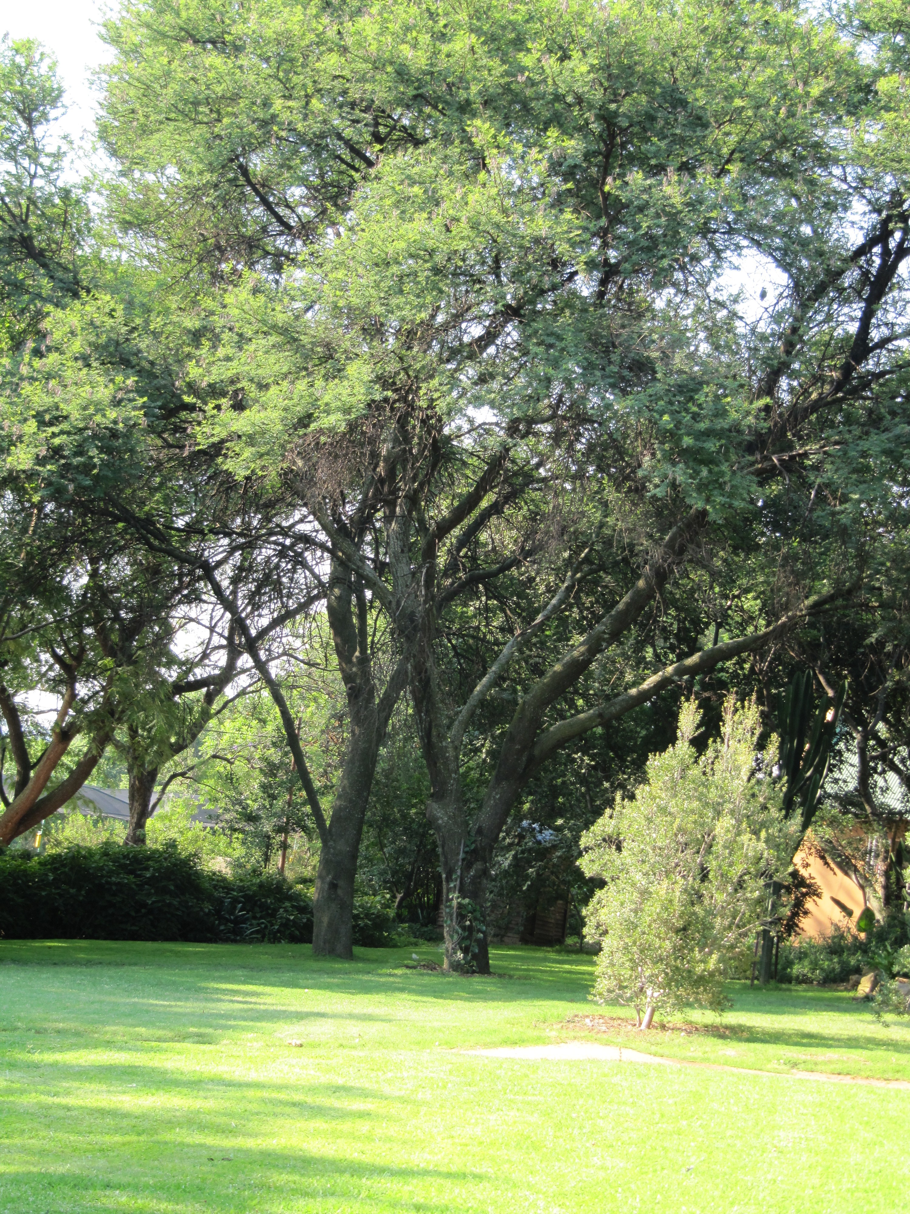 Acacia karroo Soetdoring Sweet Thorn Muunga Mooka Umunga