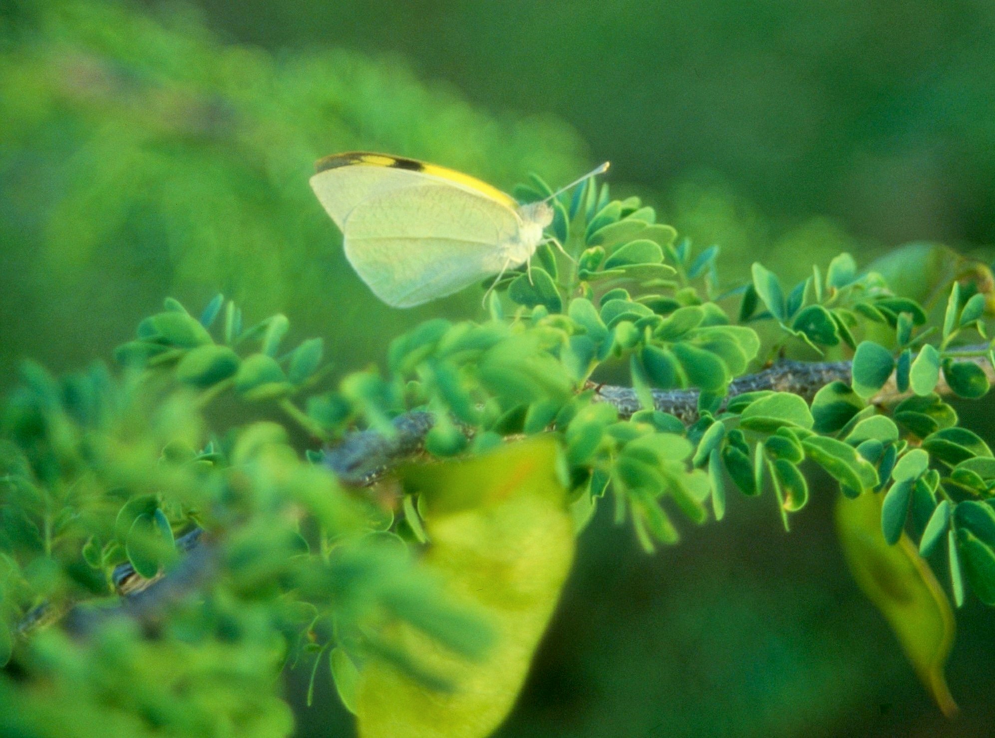 Acacia mellifera Swarthaak, blouhaak, hakiesdoring Black Thorn Monga ...