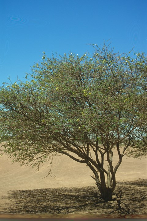 Acacia mellifera Swarthaak, blouhaak, hakiesdoring Black Thorn Monga ...