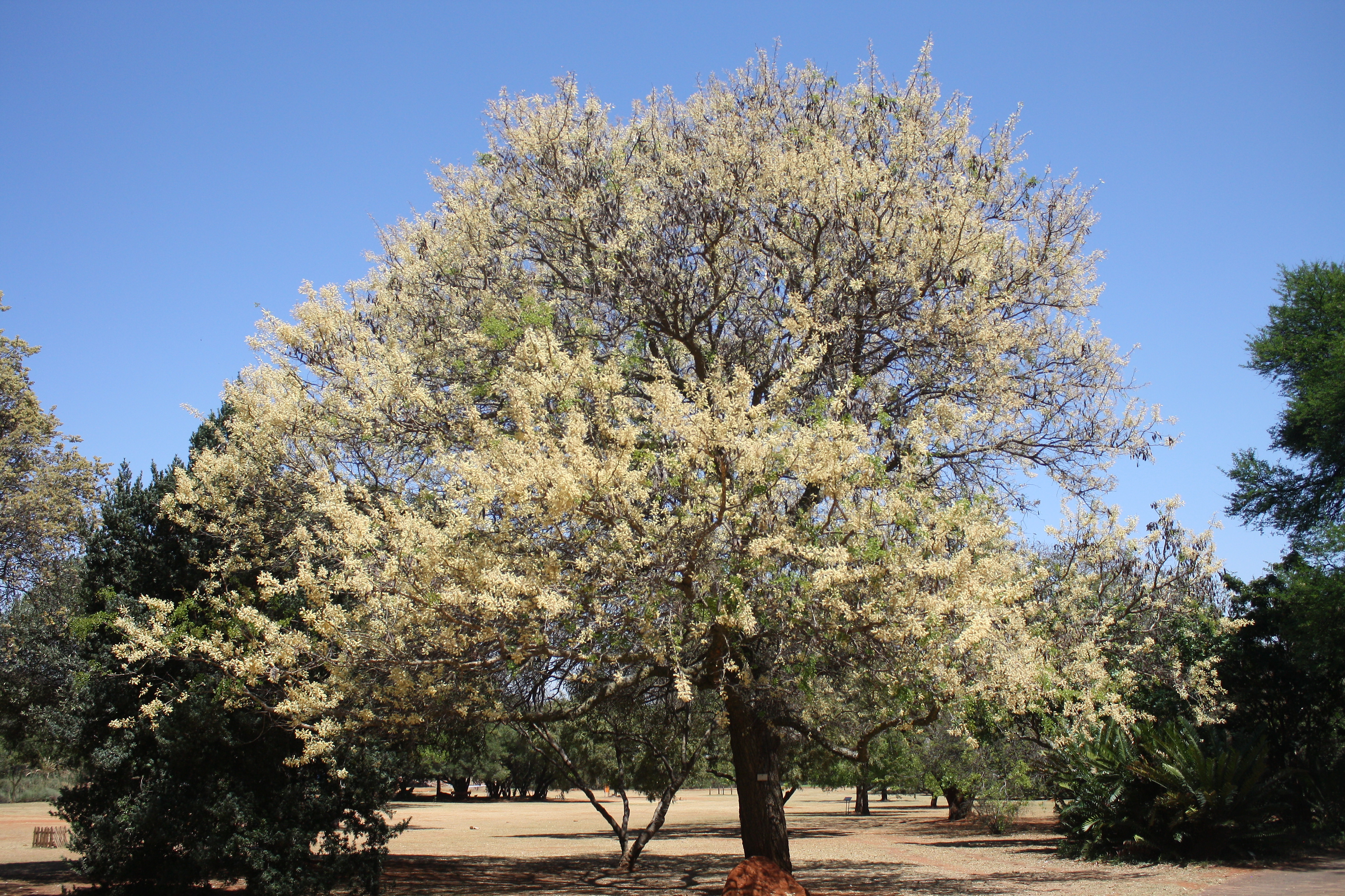 Acacia nigrescens Knob Thorn Knoppiesdoring moritidi mokoba muunga umkhaya