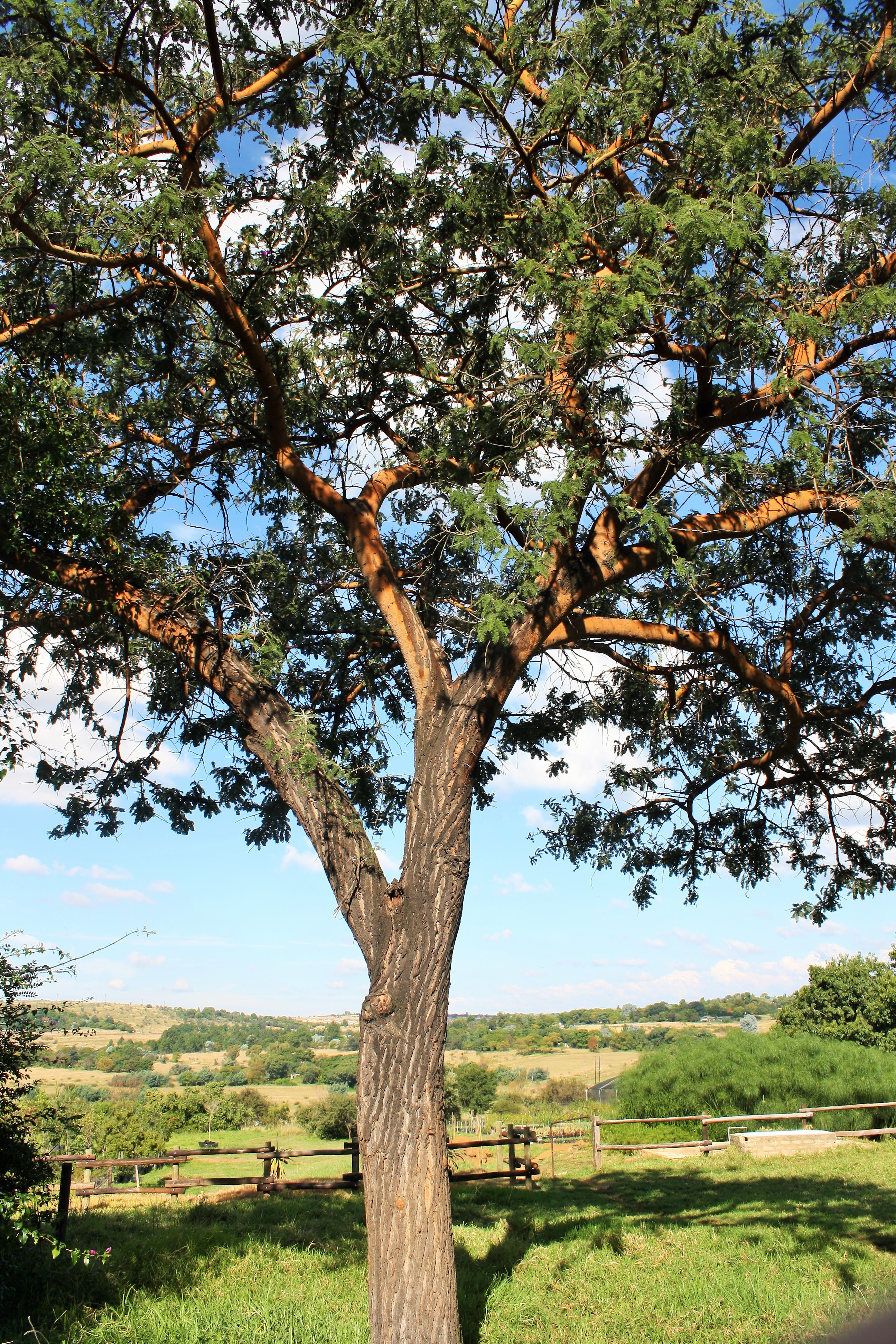 Acacia rehmanniana Sydoring Silky Thorn Mogaba Musivhisha