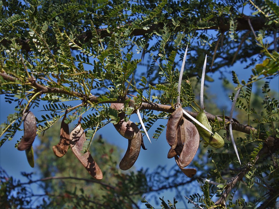 Acacia robusta subsp robusta Splendid Acacia Enkeldoring mokhu muvumba ...