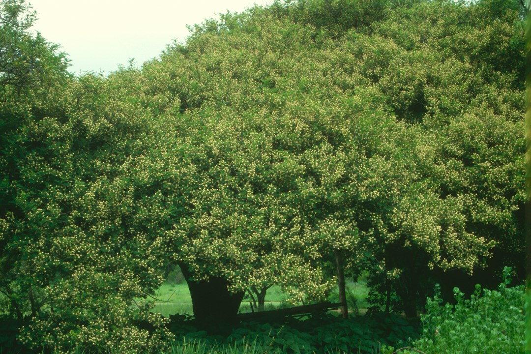Acacia sieberiana woodii Papierbasdoring Paperbark Thorn Mokha Musaunga ...
