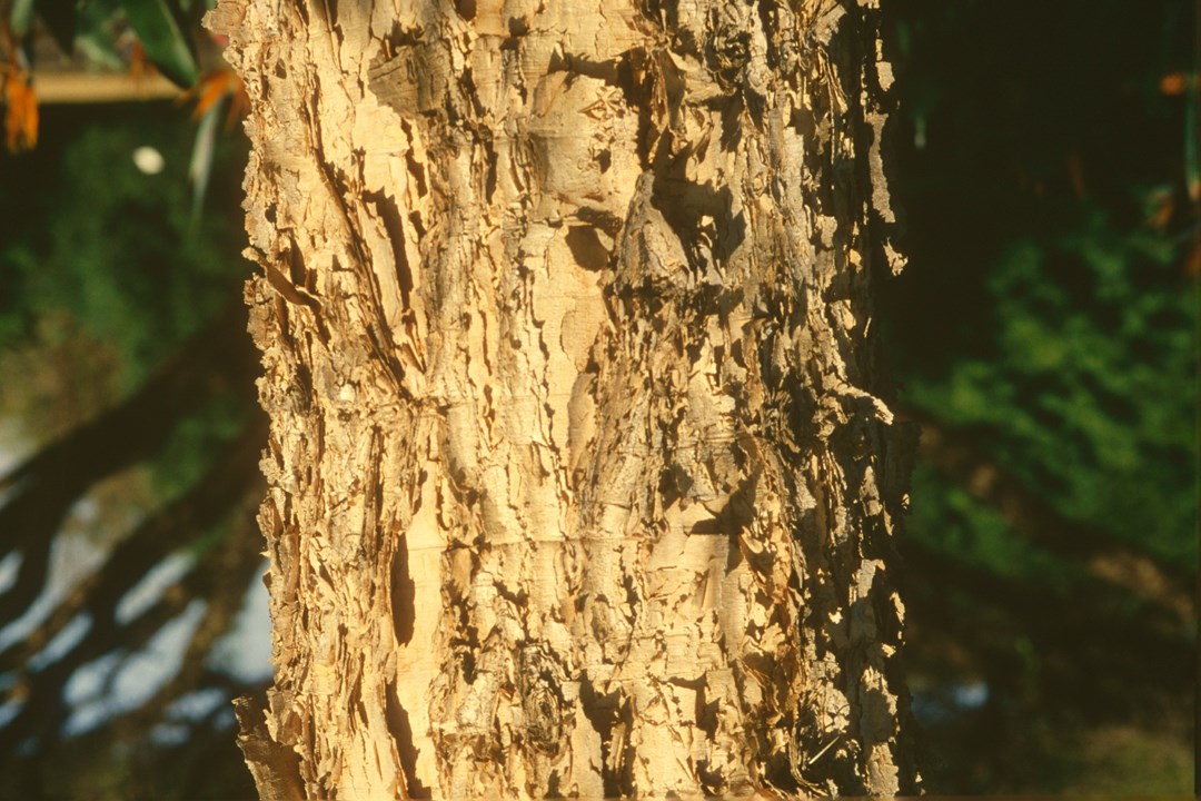 Acacia sieberiana woodii Papierbasdoring Paperbark Thorn Mokha Musaunga ...