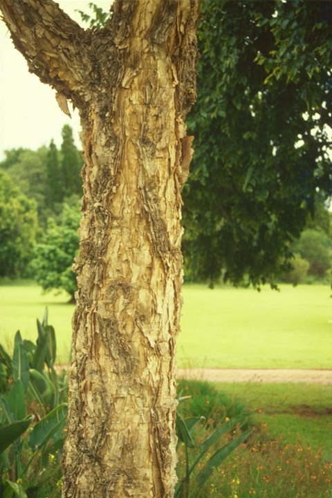 Acacia sieberiana woodii Papierbasdoring Paperbark Thorn Mokha Musaunga ...
