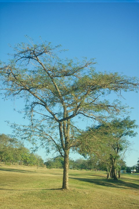 Acacia sieberiana woodii Papierbasdoring Paperbark Thorn Mokha Musaunga ...