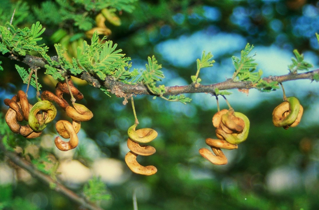 Acacia tortilis Haak-En-Steek Umbrella Thorn Muunga-khanga Mosu Umsasane