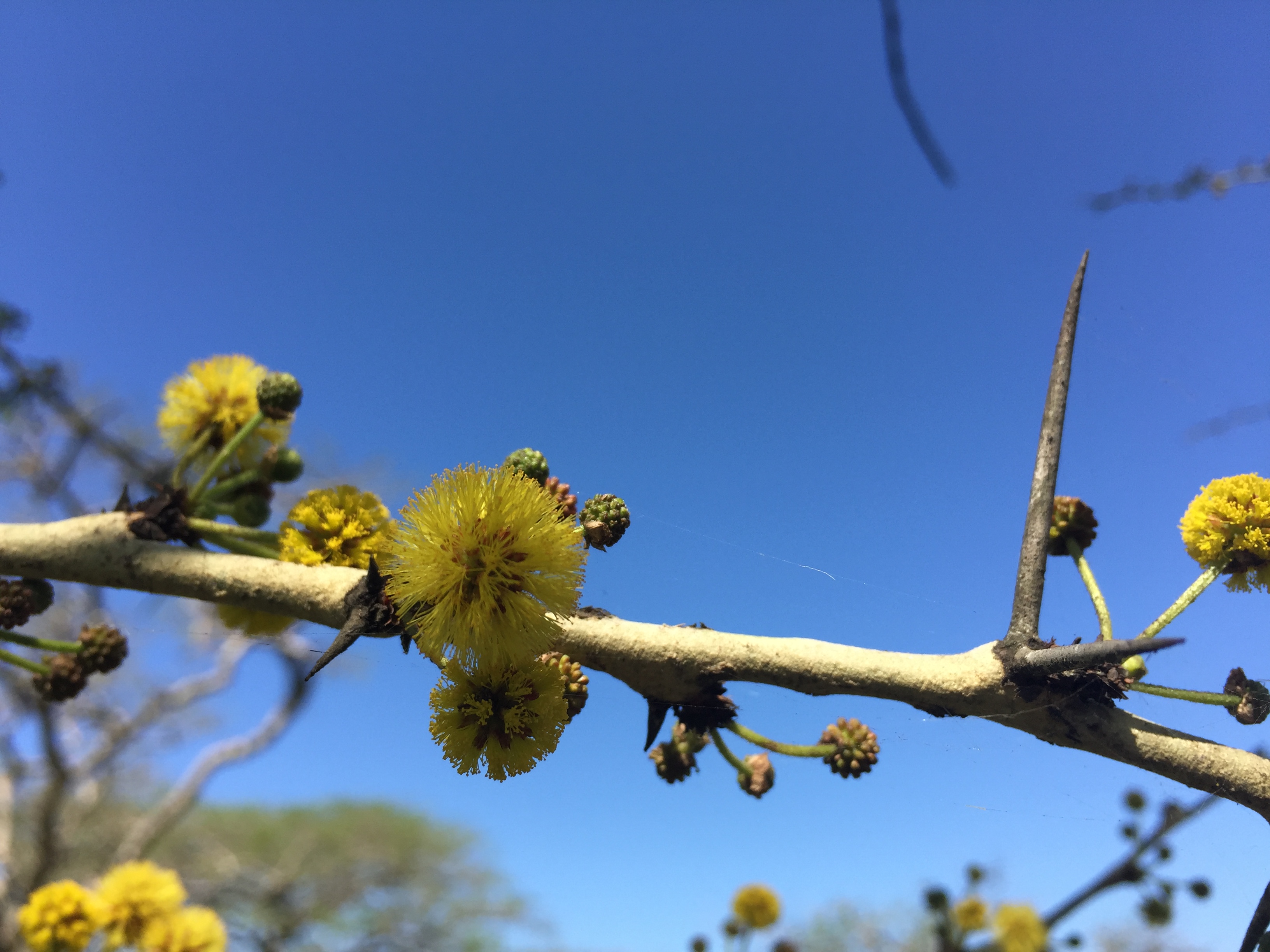 Acacia xanthophloea Fever Tree Koorsboom More o mossetlha Muunga-gwena ...