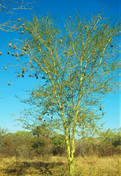 Acacia xanthophloea Fever Tree Koorsboom More o mossetlha Muunga-gwena ...