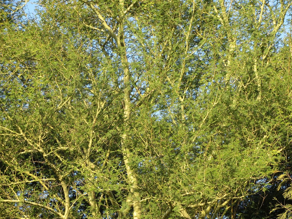 Acacia xanthophloea Fever Tree Koorsboom More o mossetlha Muunga-gwena ...
